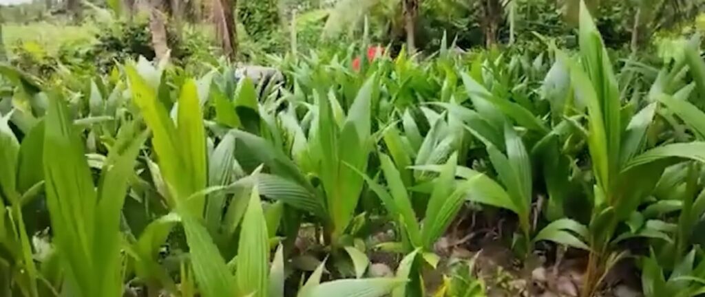 Ghana’s Coconut Revolution: 3M Seedlings Launched! - Coconut Federation ...